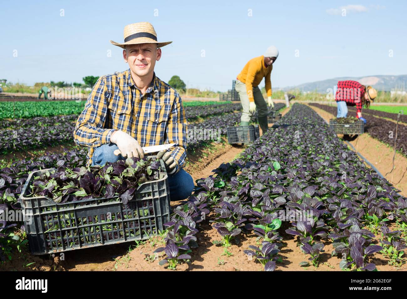 Farmer harvesting red spinach on plantation Stock Photo - Alamy