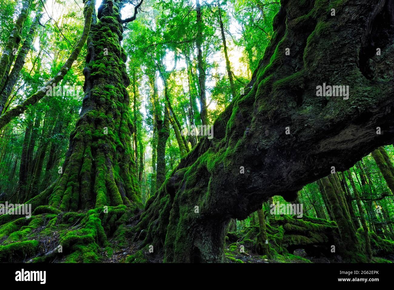 ancient tree in the forest Stock Photo - Alamy