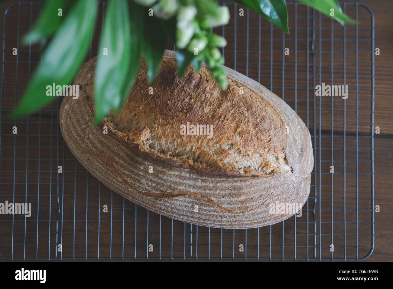 Homemade sourdough bread artisan freshly baked on a cooling rock wood ...