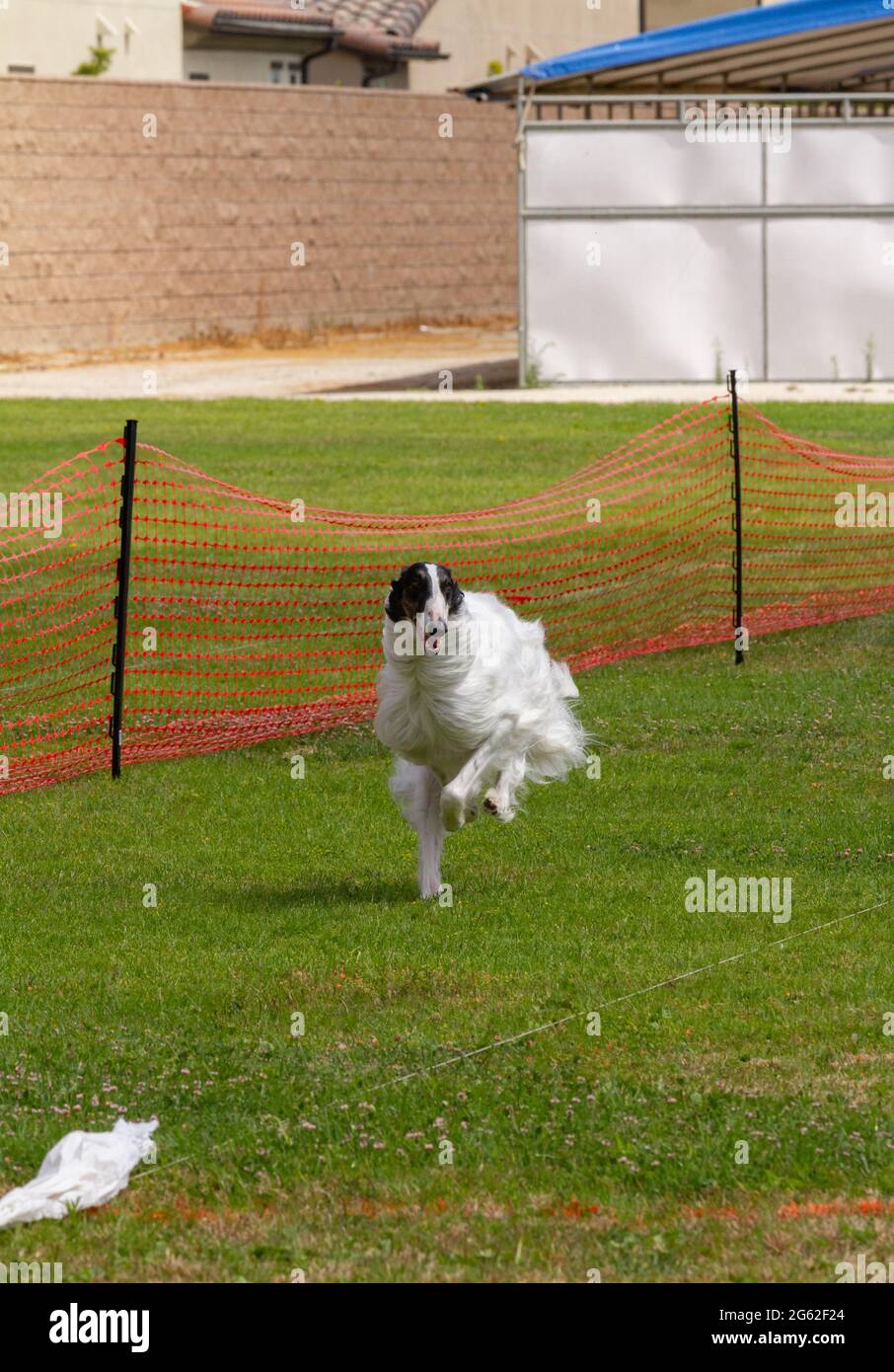 Sighthound coursing hi-res stock photography and images - Alamy