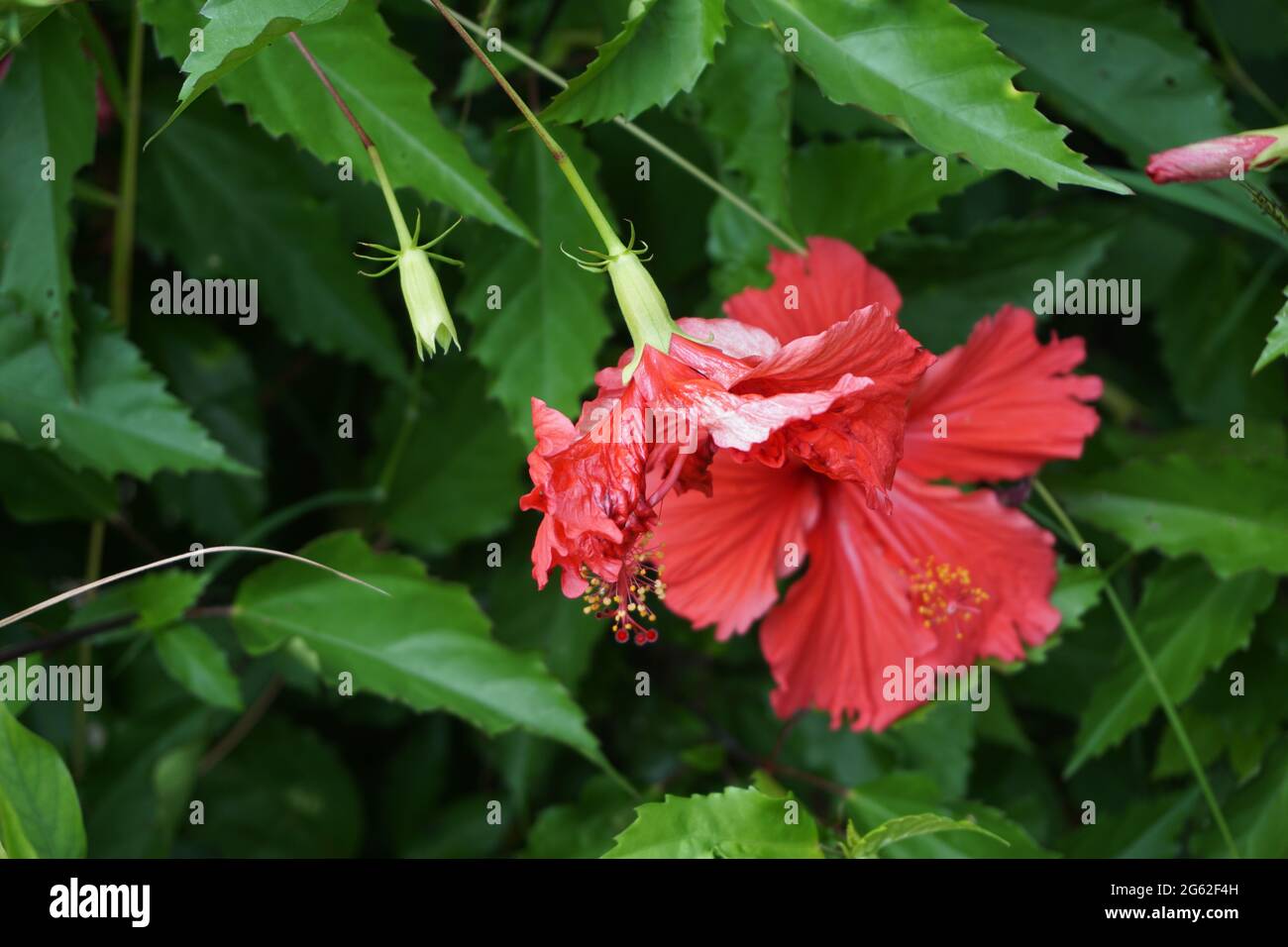 Shoe black plant with a natural background. Also called Hibiscus rosa ...