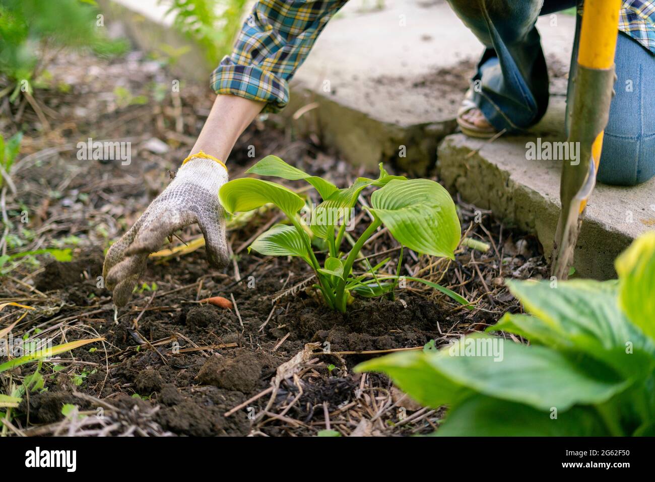 close up female planting decorative plant with huge leaves in the soil ...