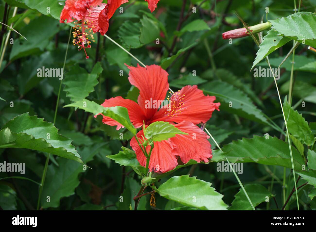 Shoe black plant with a natural background. Also called Hibiscus rosa ...