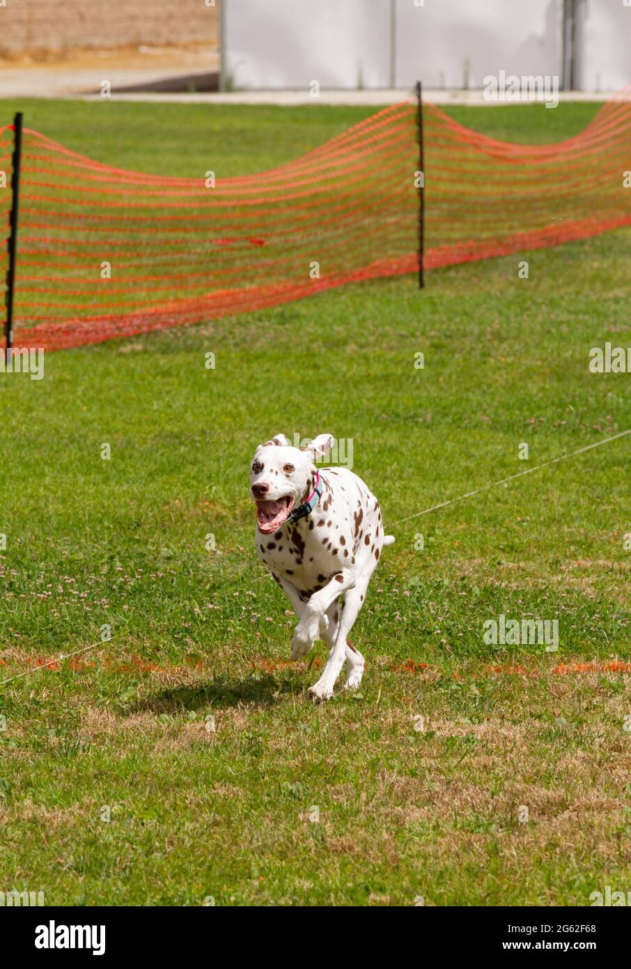 Dog having a great time while lure coursing Stock Photo - Alamy