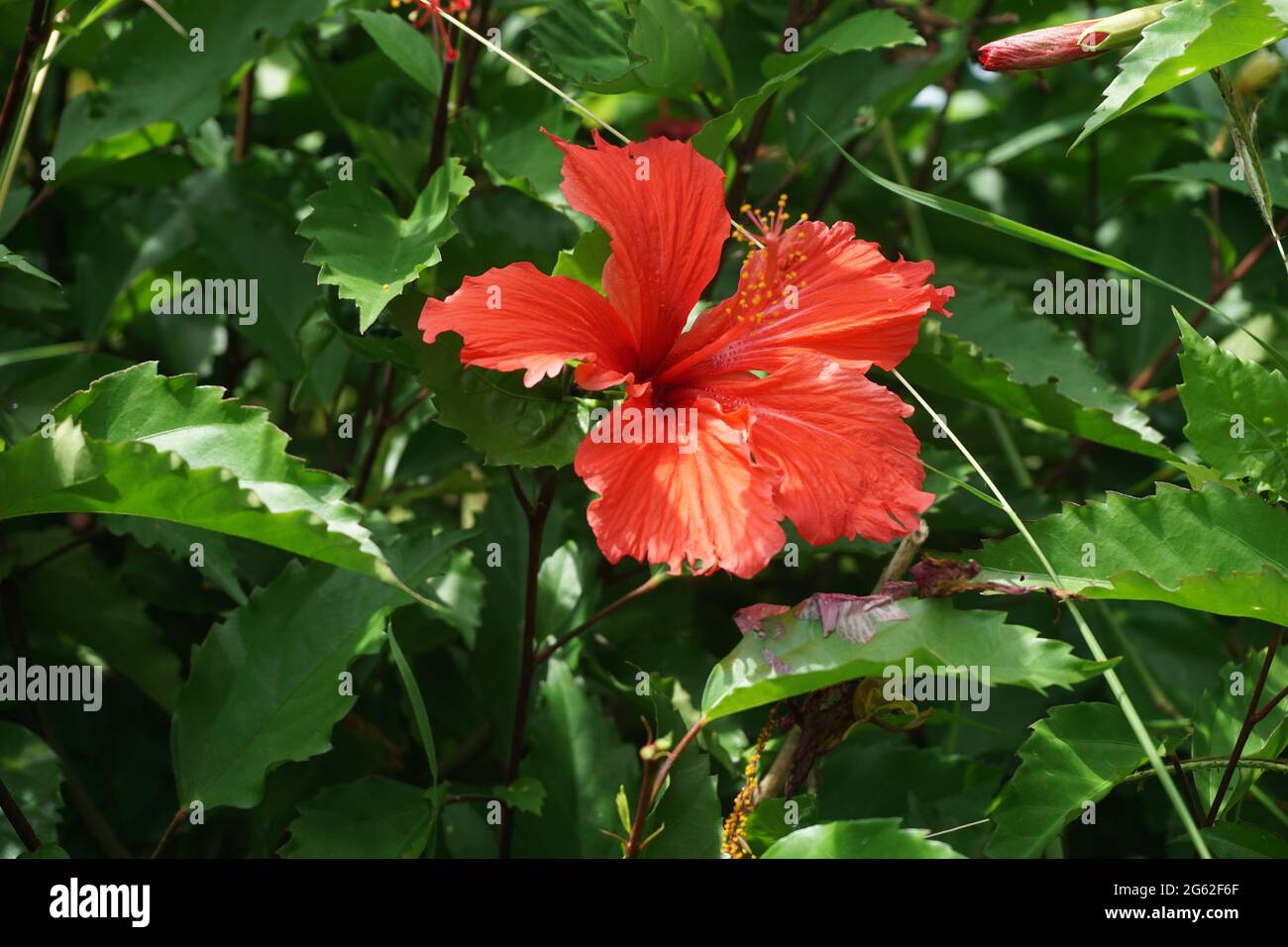 Shoe black plant with a natural background. Also called Hibiscus rosa ...