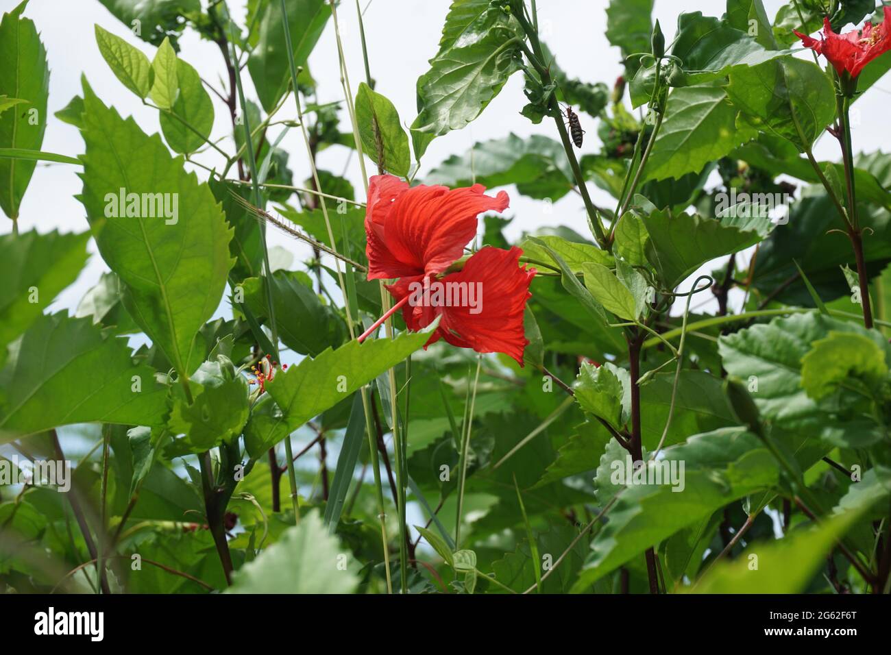 Shoe black plant with a natural background. Also called Hibiscus rosa ...