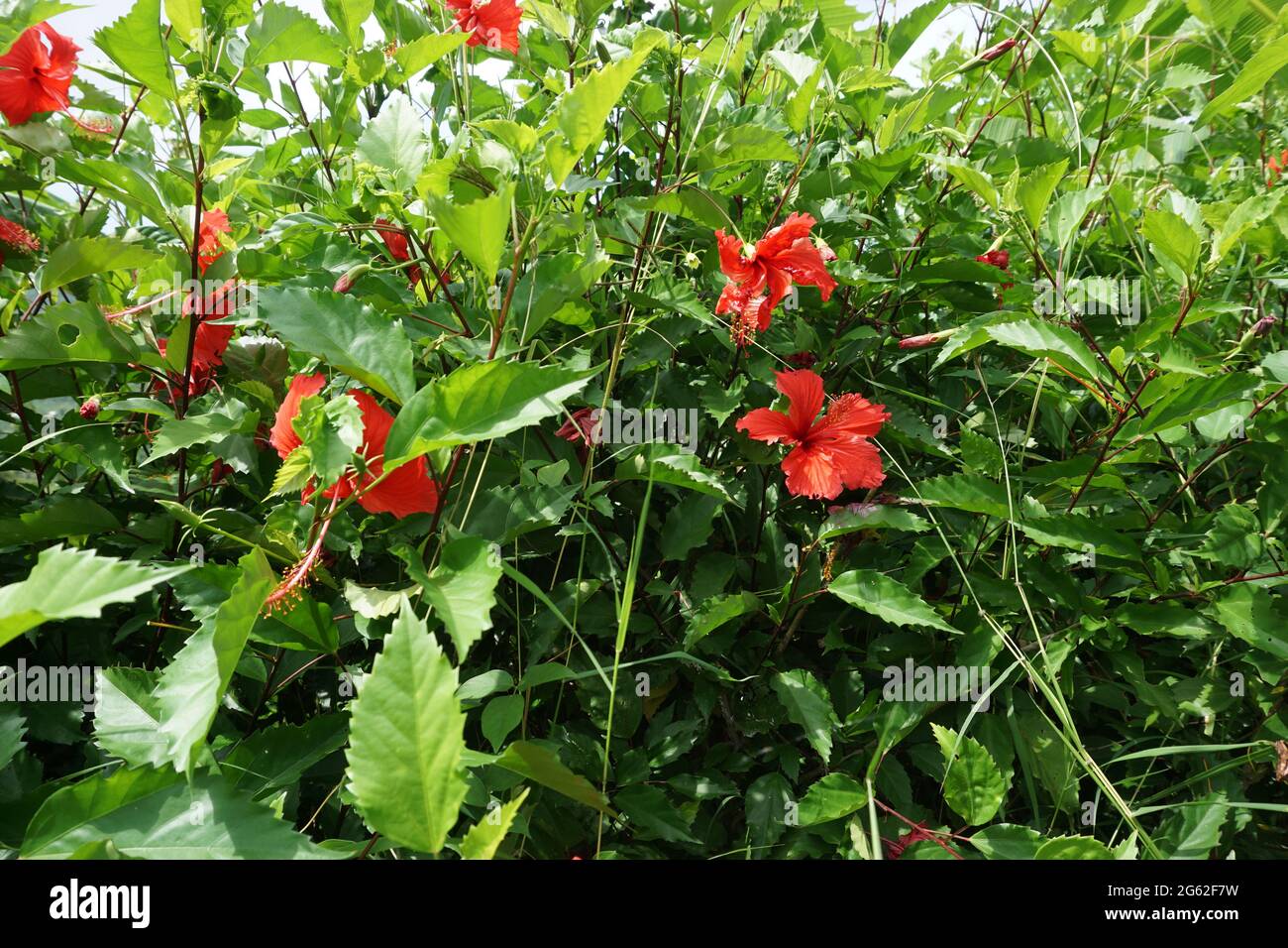 Shoe black plant with a natural background. Also called Hibiscus rosa ...