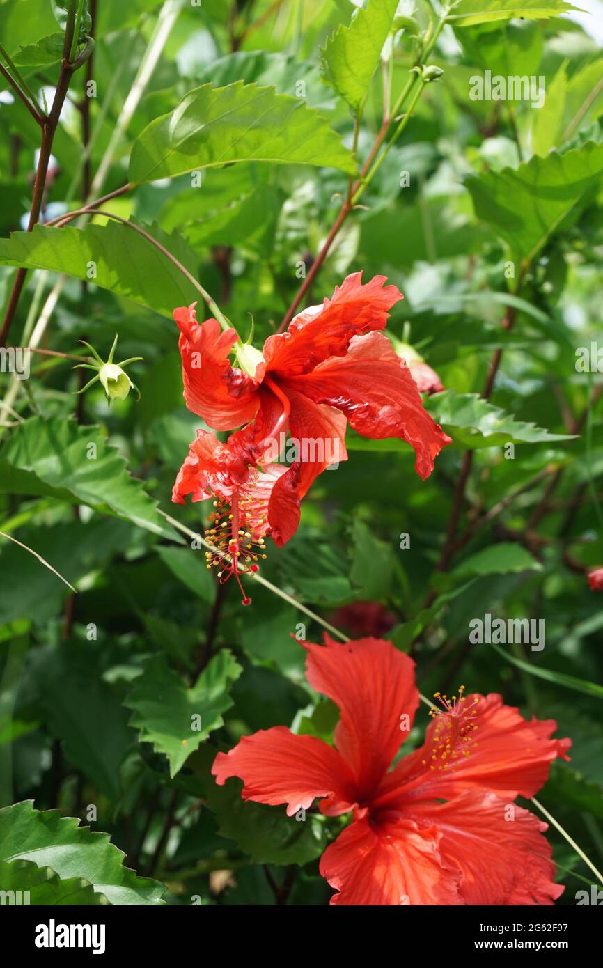 Shoe black plant with a natural background. Also called Hibiscus rosa ...
