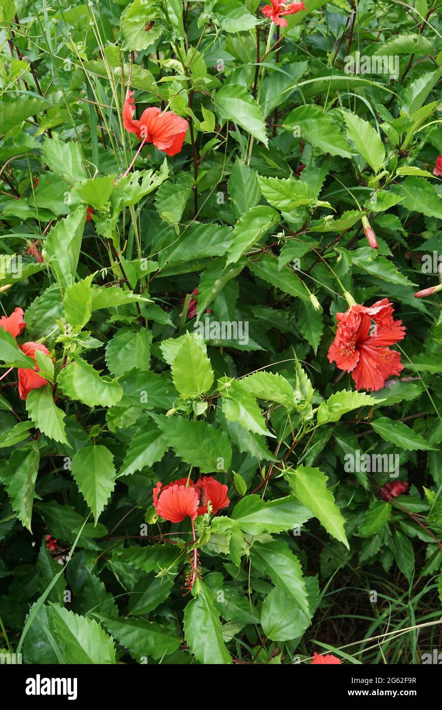 Shoe black plant with a natural background. Also called Hibiscus rosa ...