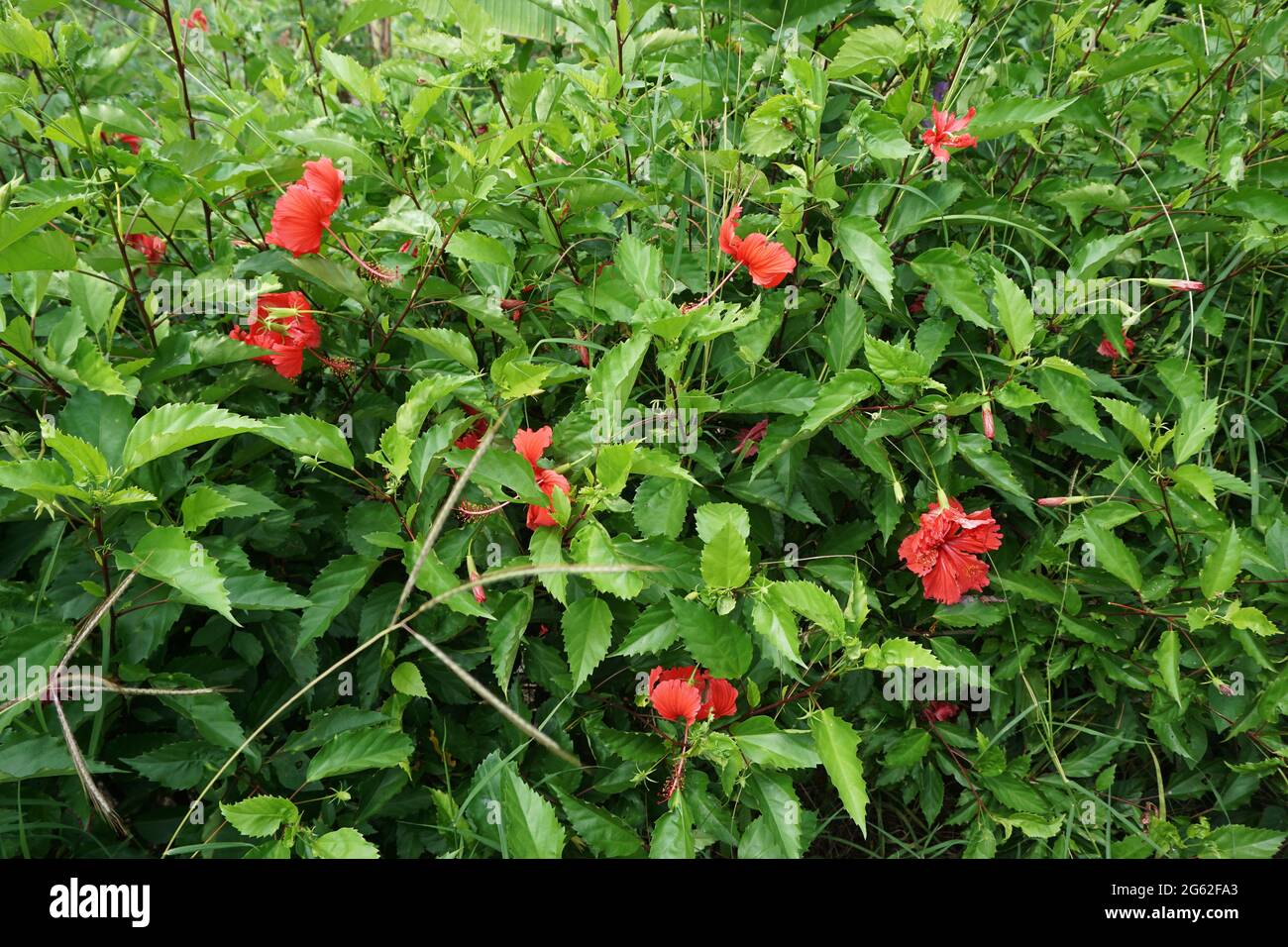 Shoe black plant with a natural background. Also called Hibiscus rosa ...