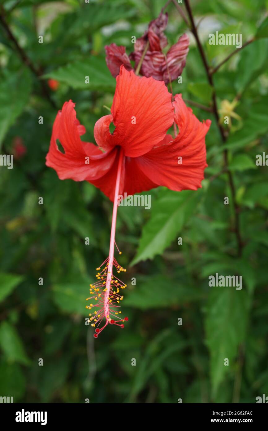 Shoe black plant with a natural background. Also called Hibiscus rosa ...