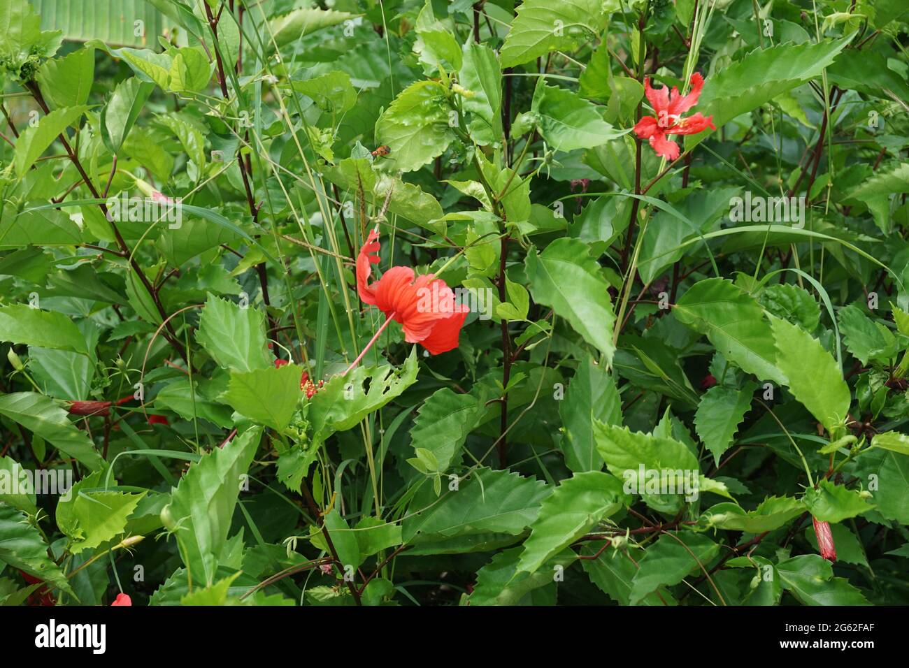Shoe black plant with a natural background. Also called Hibiscus rosa ...