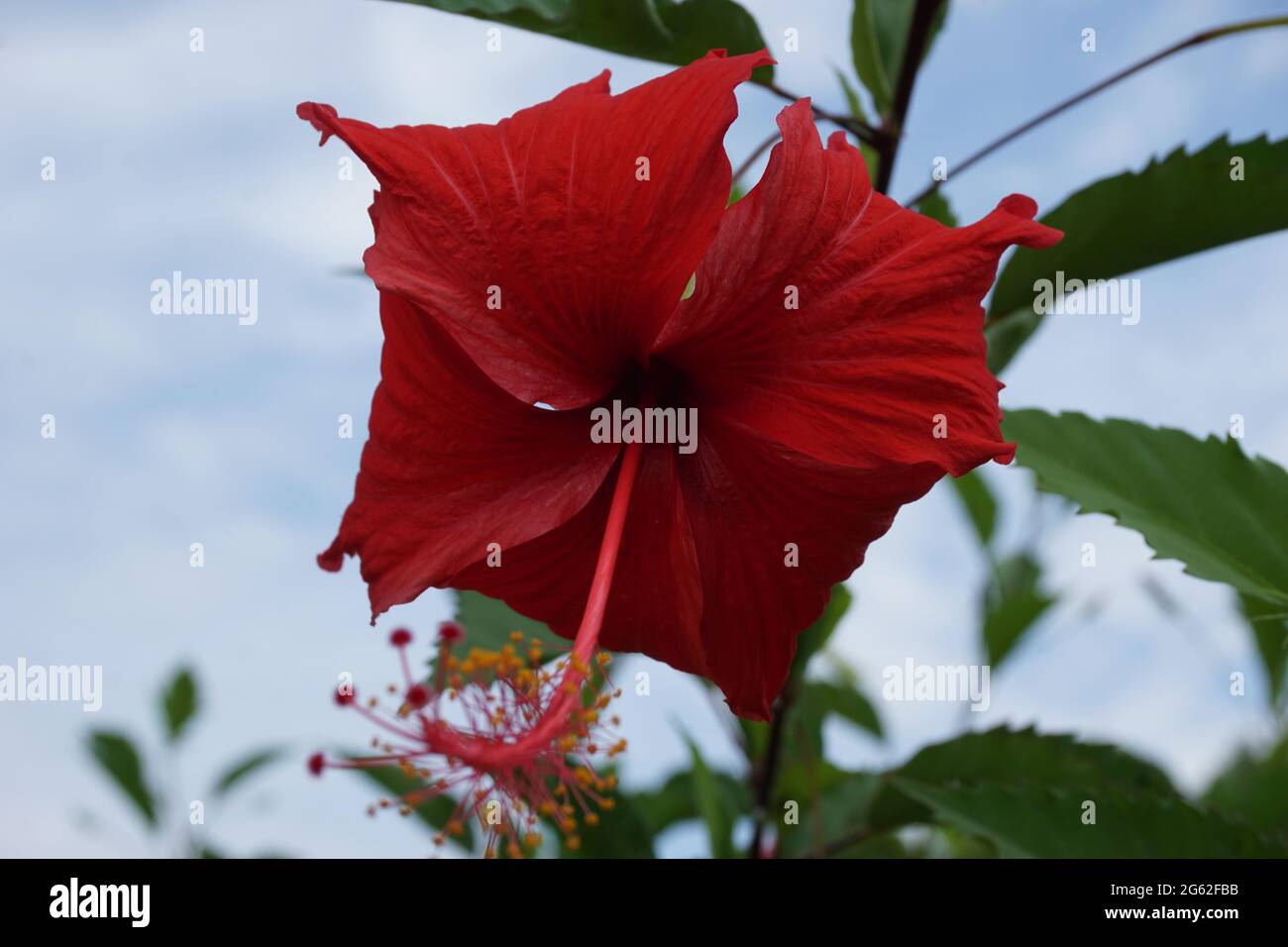 Shoe black plant with a natural background. Also called Hibiscus rosa ...