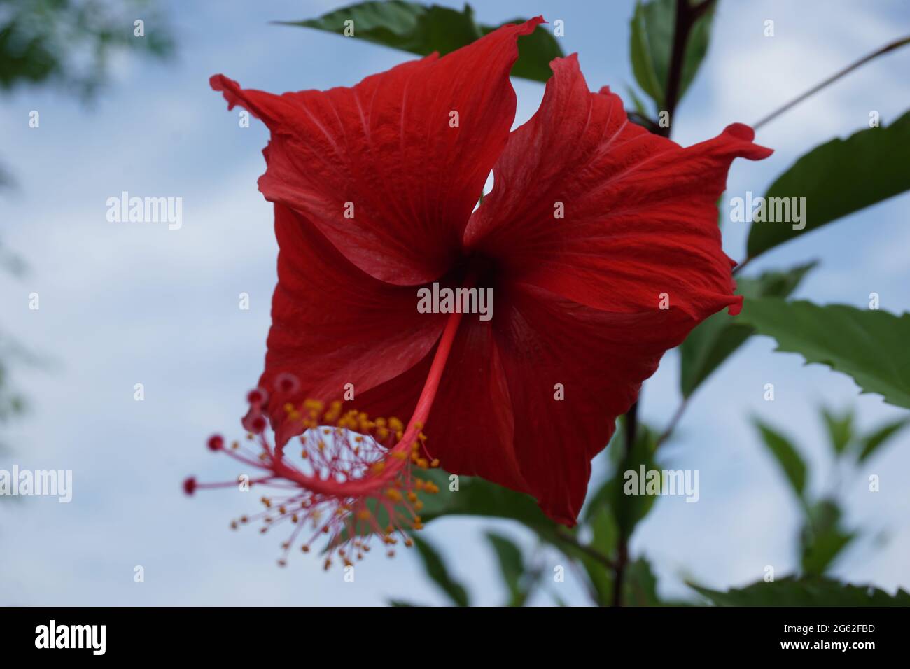 Shoe black plant with a natural background. Also called Hibiscus rosa ...