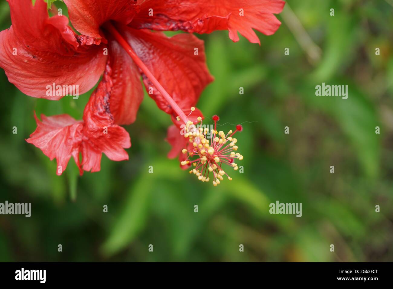 Shoe black plant with a natural background. Also called Hibiscus rosa ...