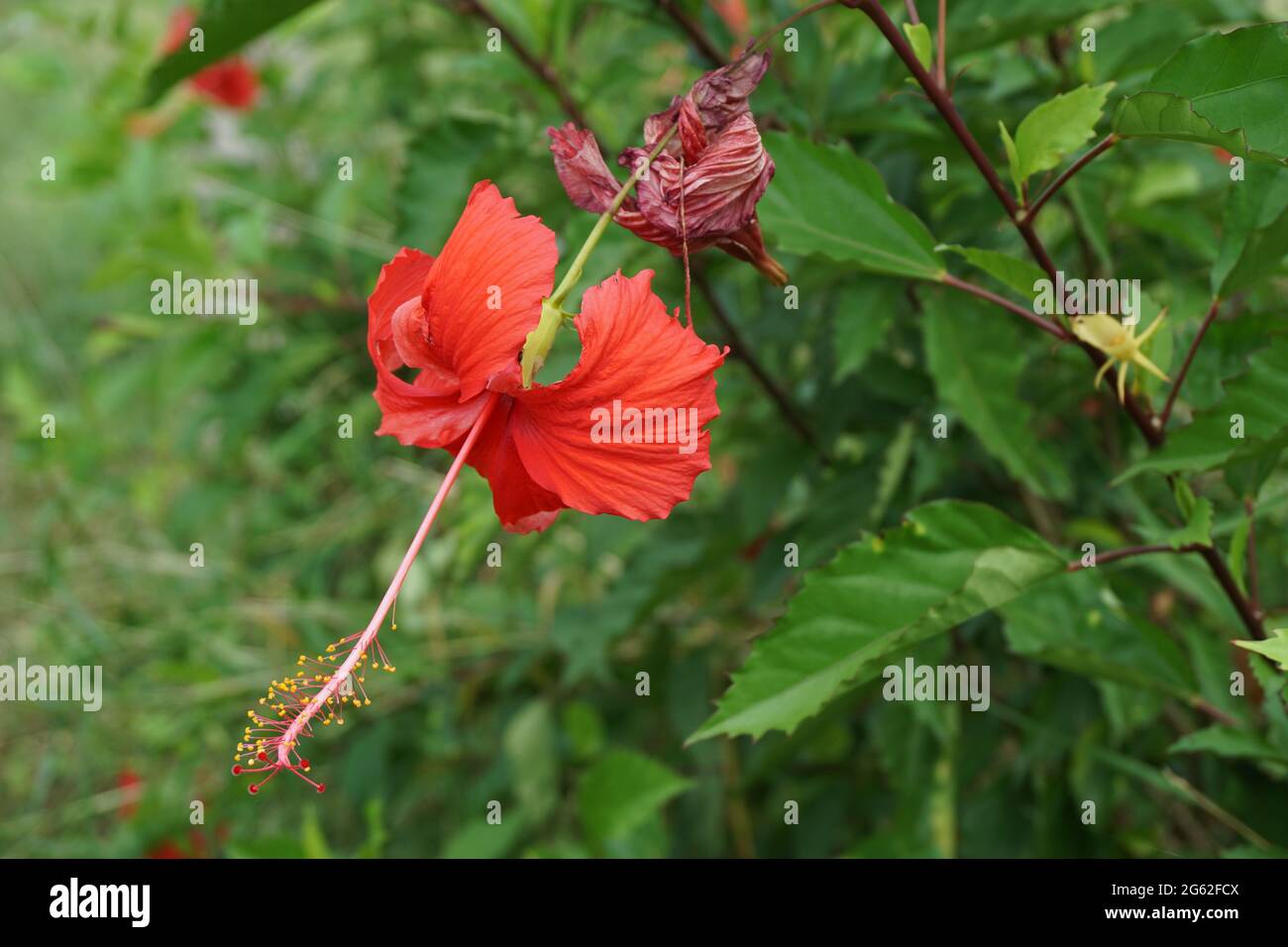 Shoe black plant with a natural background. Also called Hibiscus rosa ...
