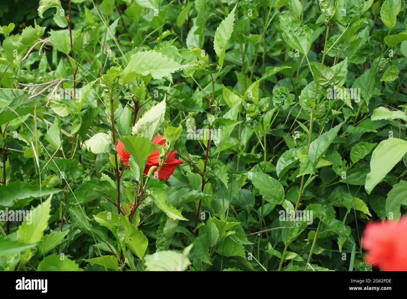 Shoe black plant with a natural background. Also called Hibiscus rosa ...