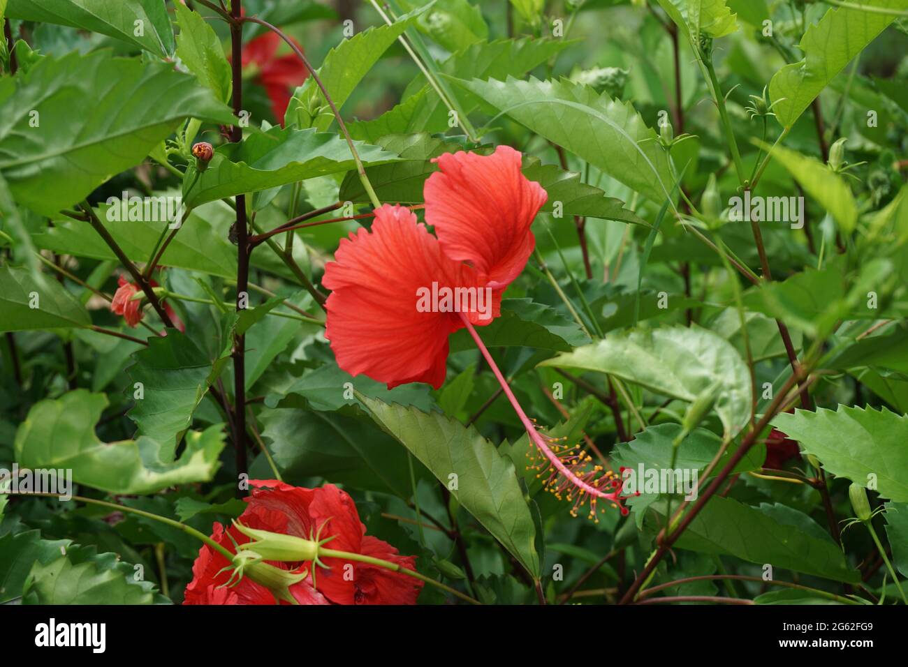 Shoe black plant with a natural background. Also called Hibiscus rosa ...