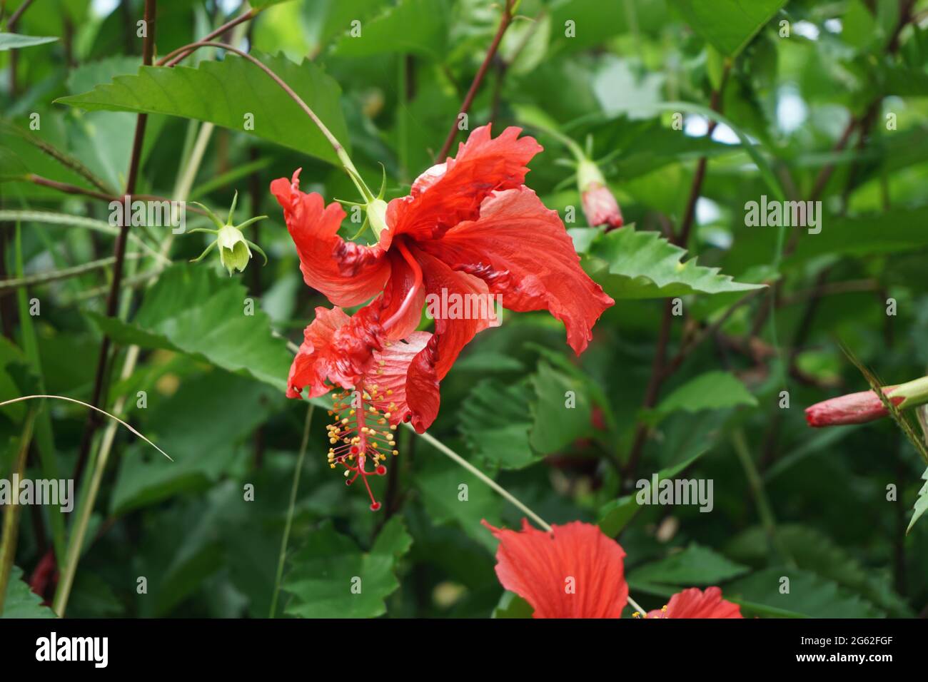Shoe black plant with a natural background. Also called Hibiscus rosa ...
