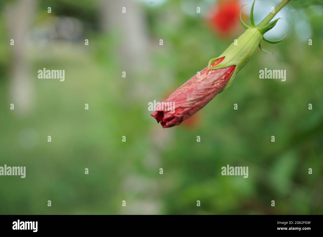 Shoe black plant with a natural background. Also called Hibiscus rosa ...