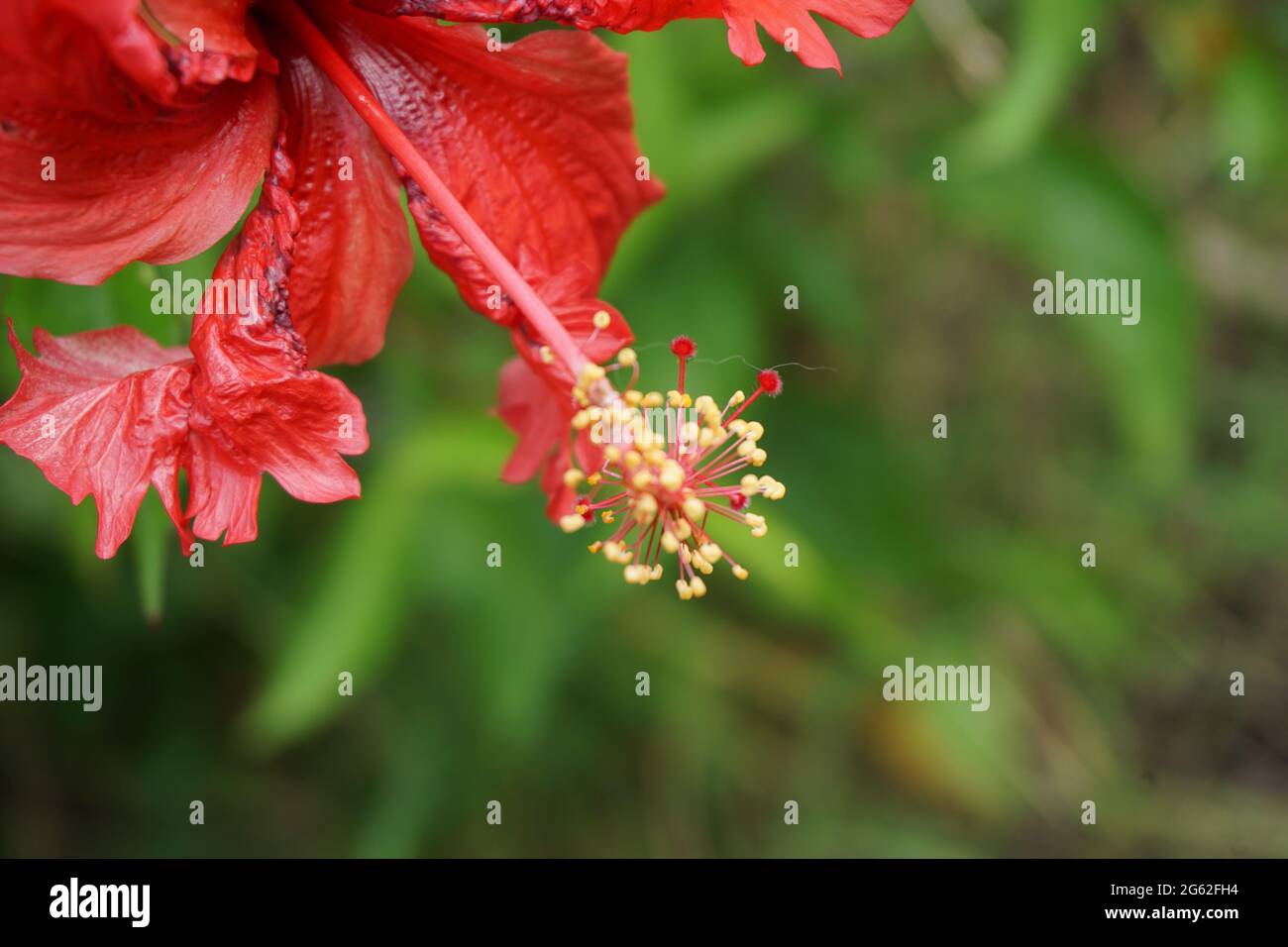 Shoe black plant with a natural background. Also called Hibiscus rosa ...