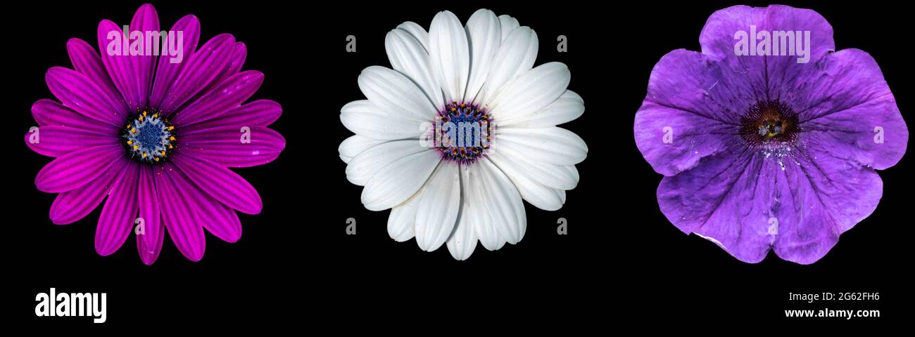 three varuous abstract flowers or blossoms collage on the dark ...