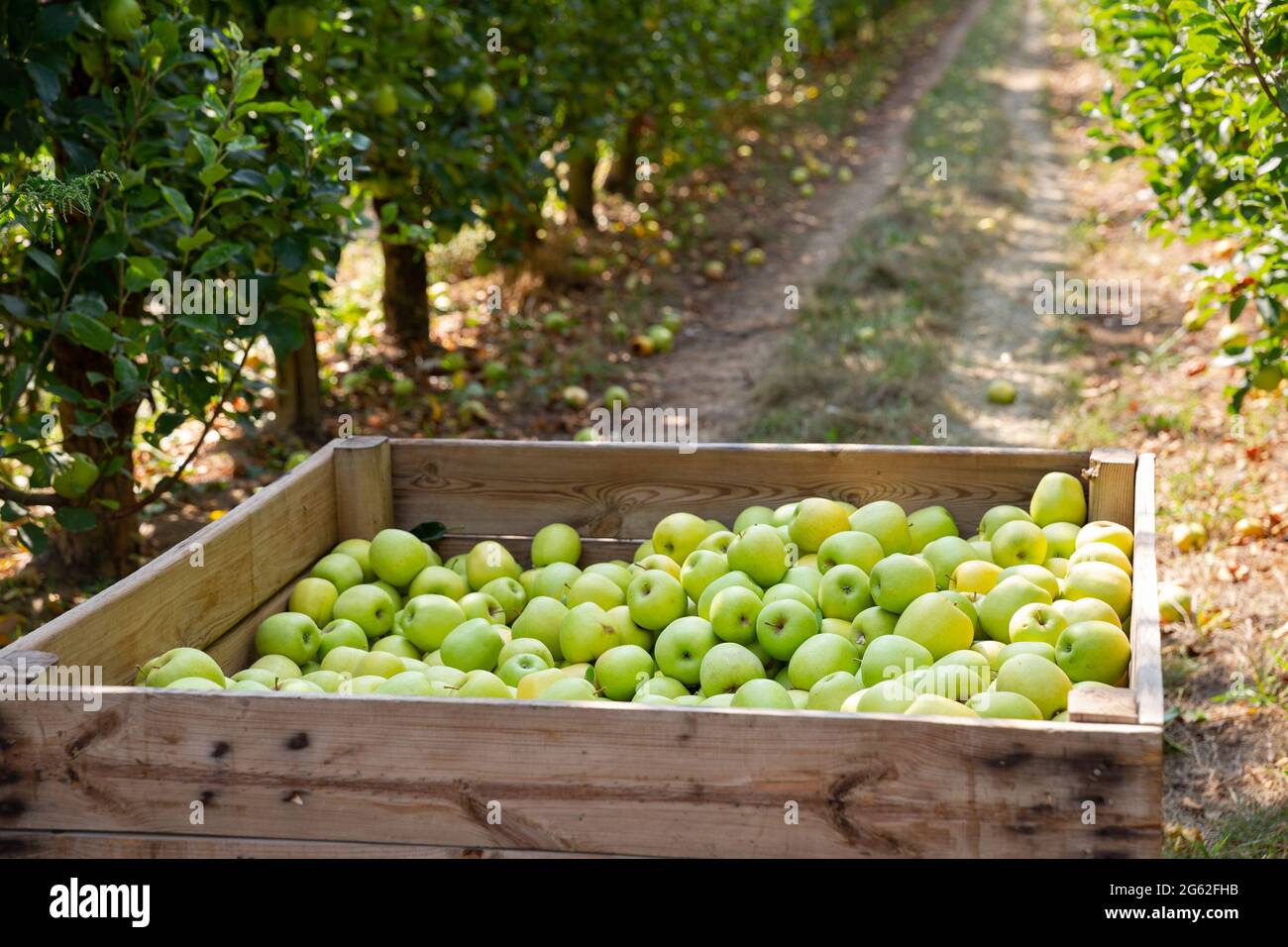 Ripe apples in a wooden crate in the garden Stock Photo - Alamy