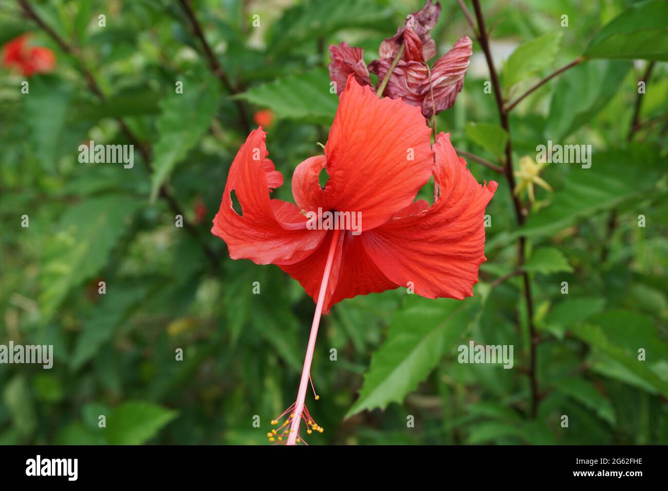 Shoe black plant with a natural background. Also called Hibiscus rosa ...