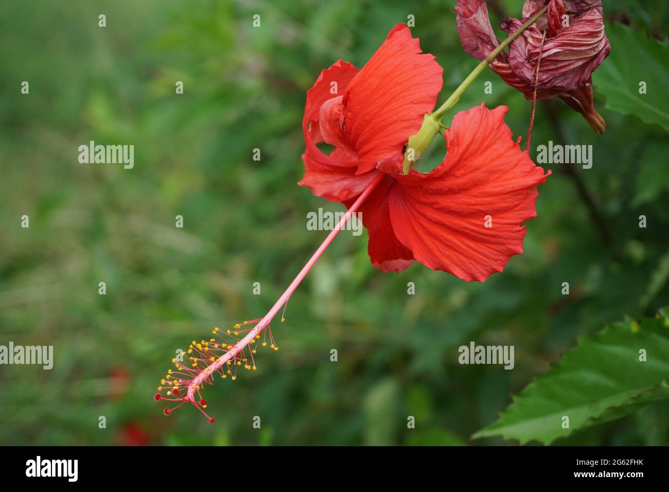 Shoe black plant with a natural background. Also called Hibiscus rosa ...