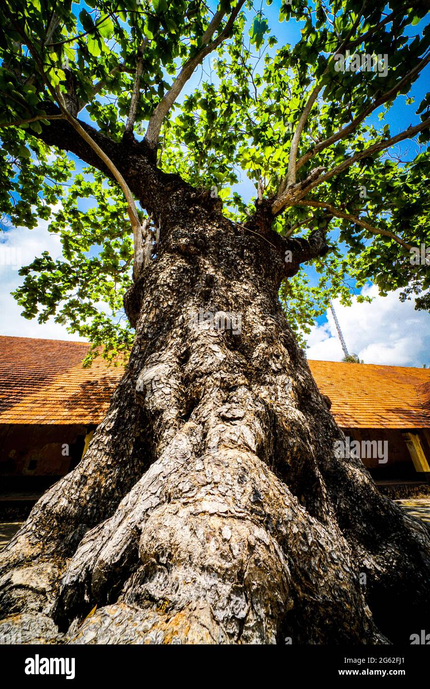 Nice tree in Con Dao island southern Vietnam Stock Photo - Alamy