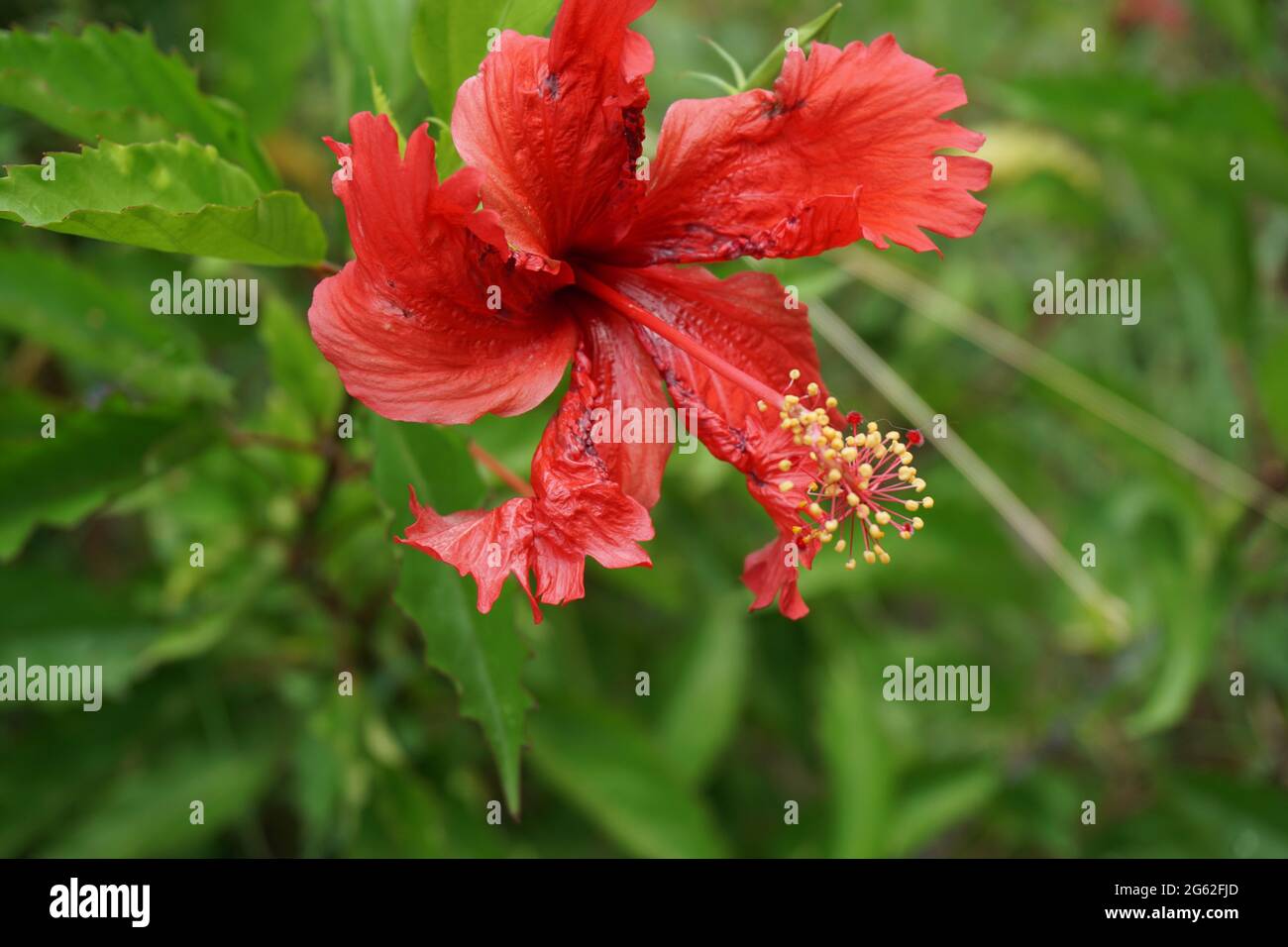 Shoe black plant with a natural background. Also called Hibiscus rosa ...
