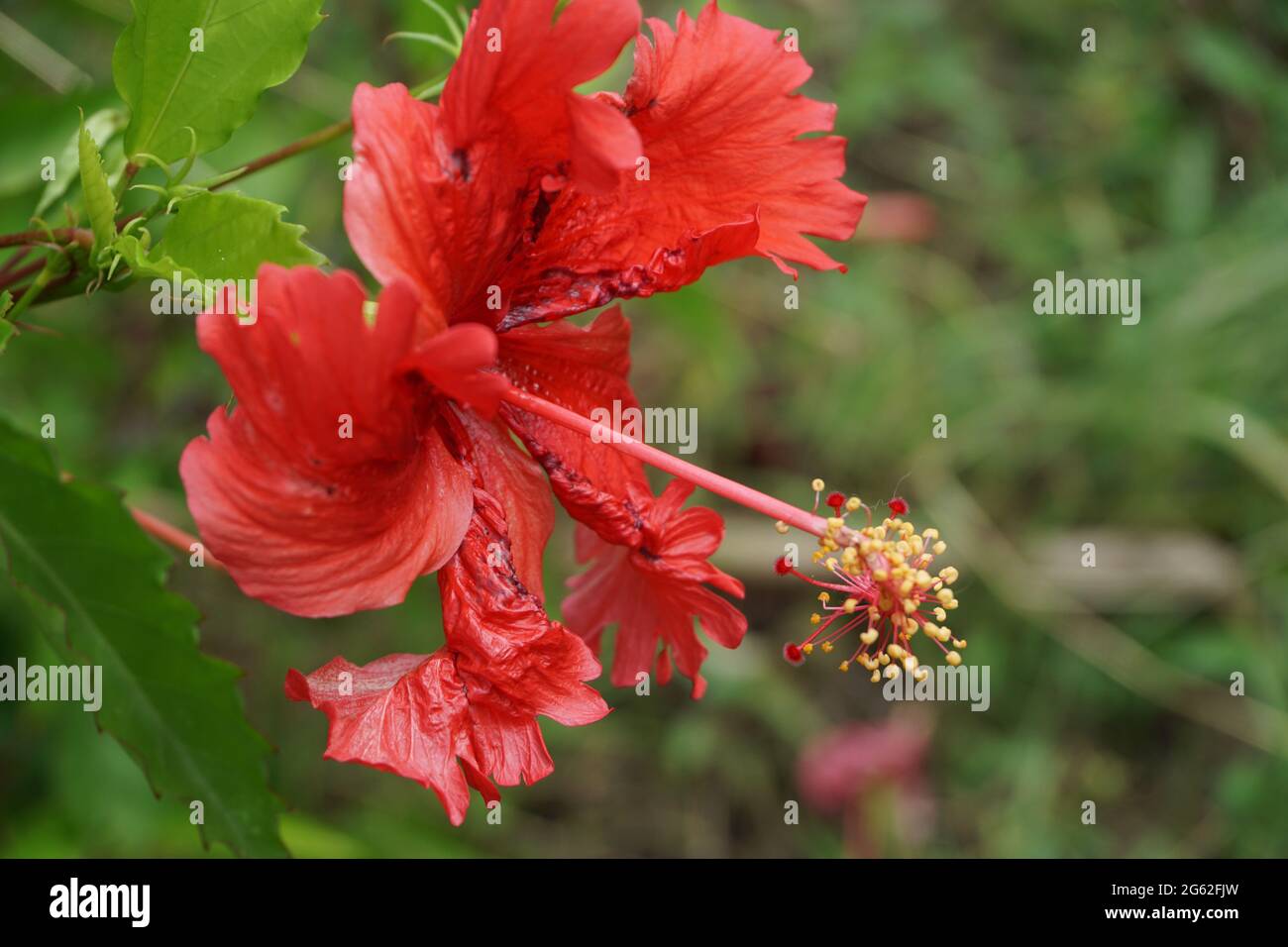 Shoe black plant with a natural background. Also called Hibiscus rosa ...
