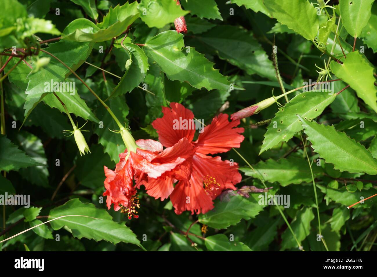 Shoe black plant with a natural background. Also called Hibiscus rosa ...