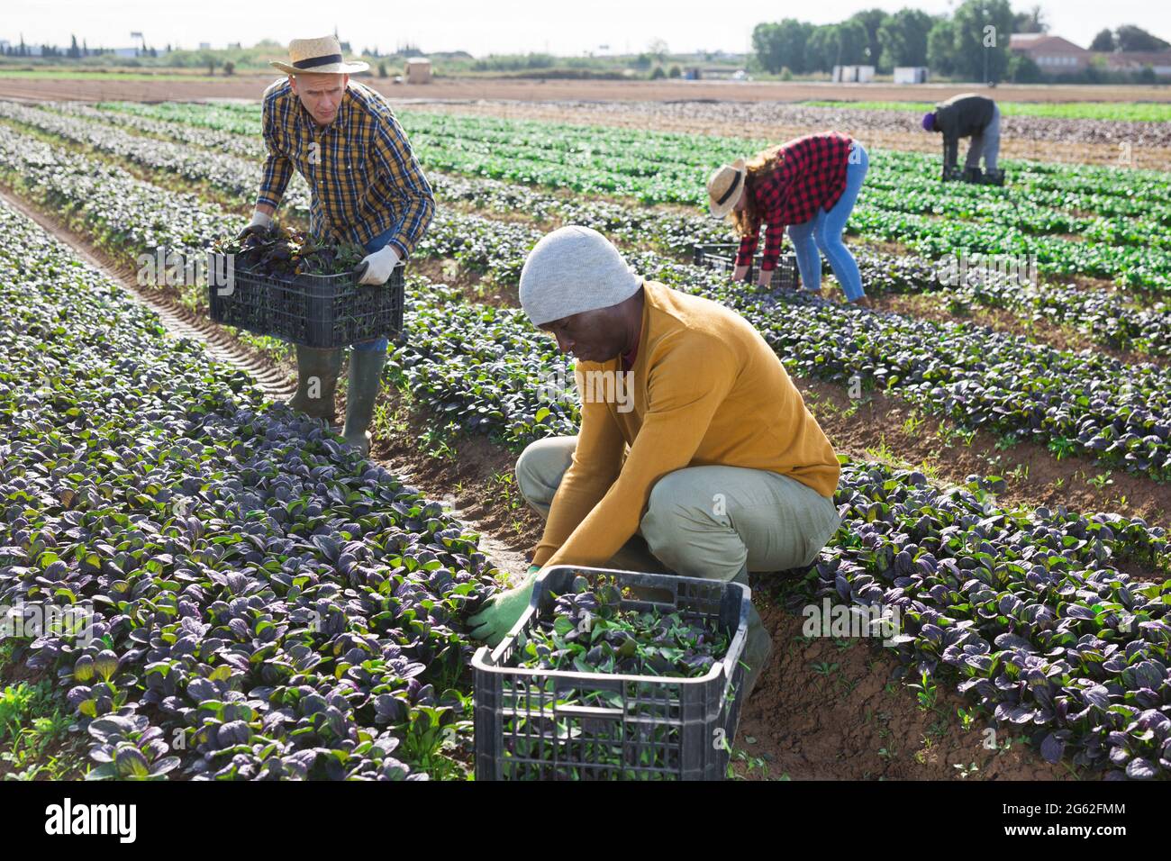 Mustard greens picking hi-res stock photography and images - Alamy