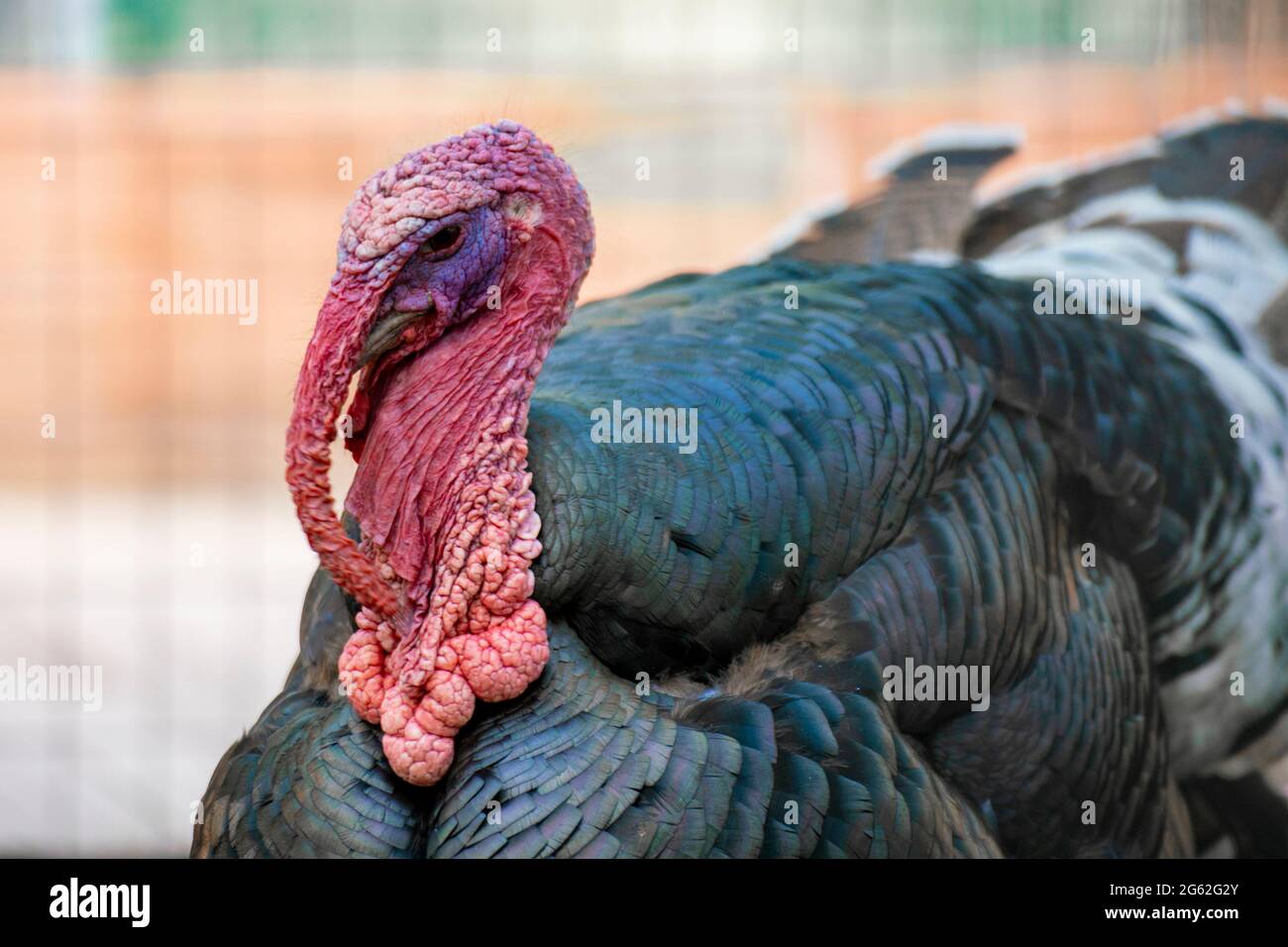 close up photo of ugly domestic male turkey head with red skin and red ...