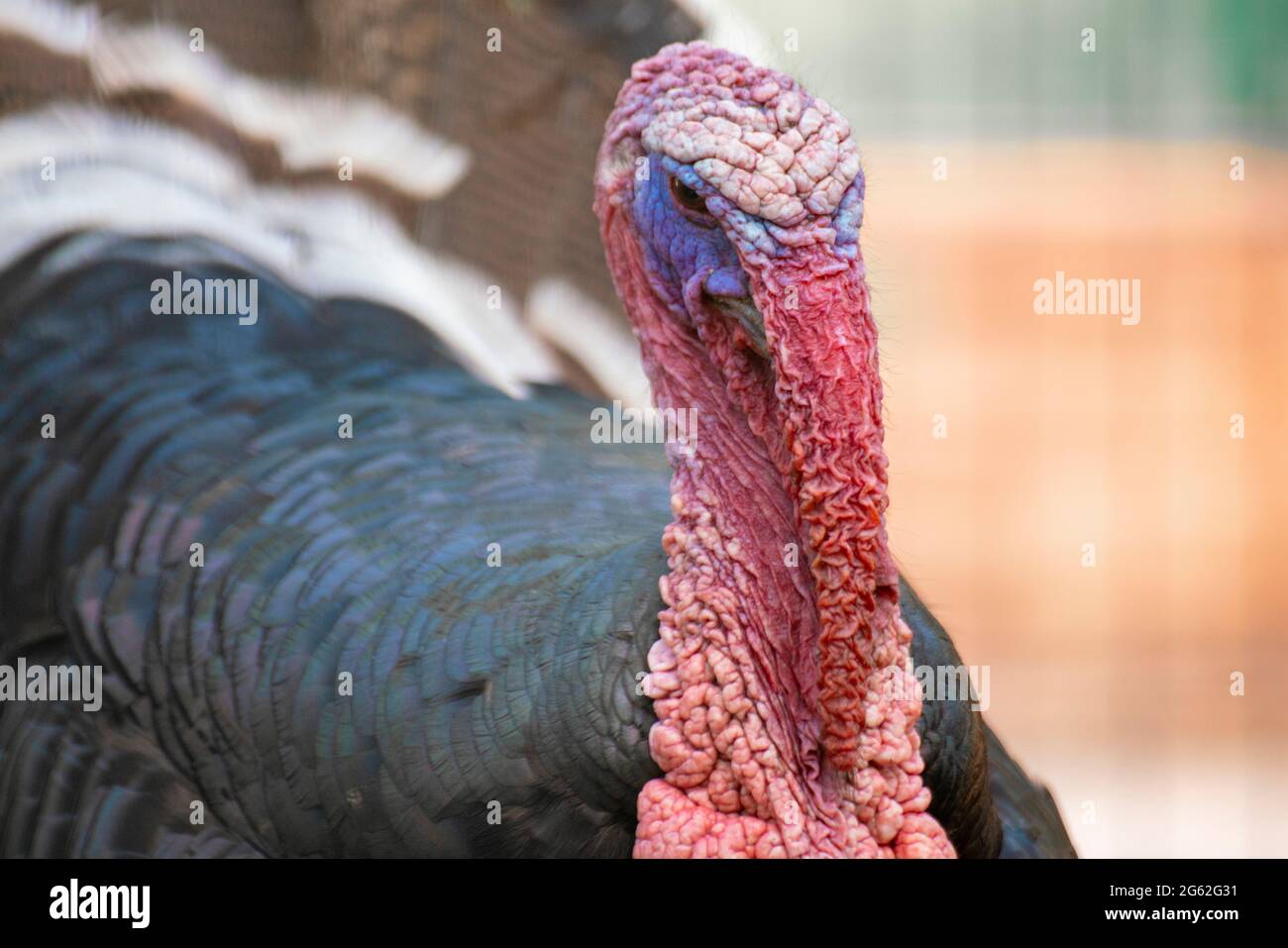 close up photo of ugly domestic male turkey head with red skin and red ...