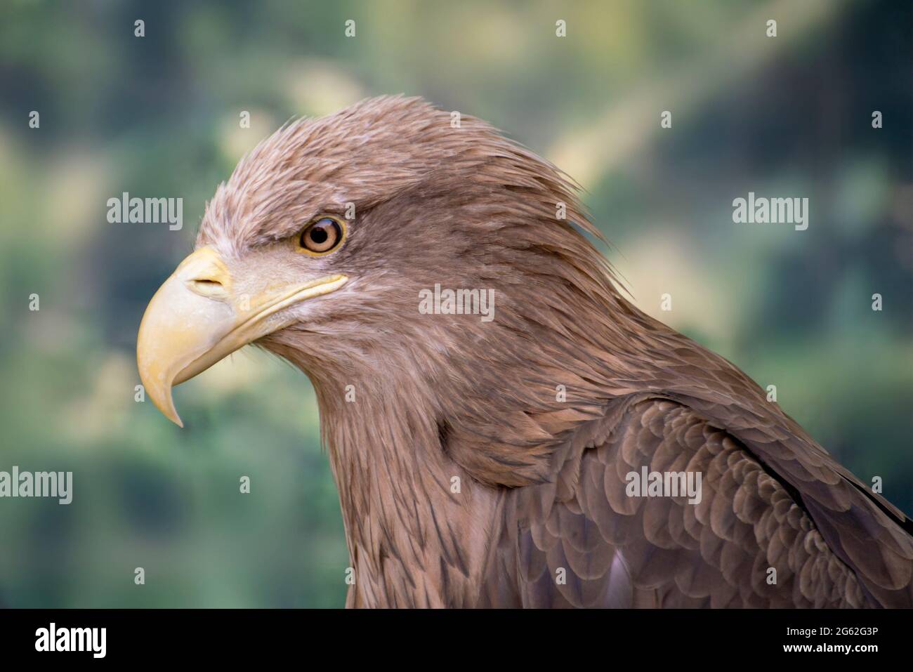 portrait of wild dangerous strong eagle sit on a branch, wildlife Stock ...