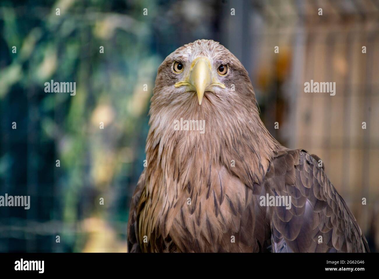 portrait of wild dangerous strong eagle sit on a branch, wildlife Stock ...