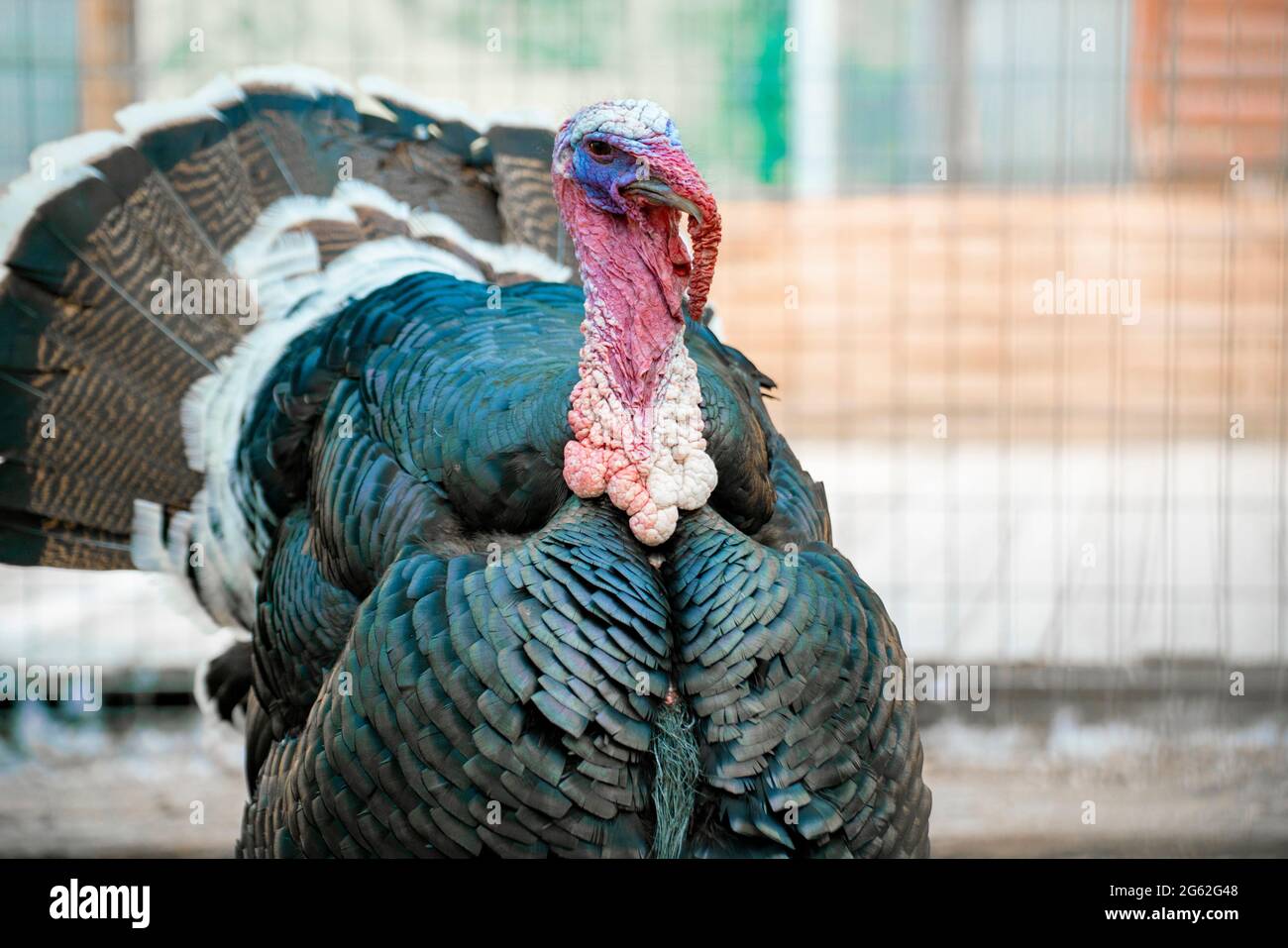 close up photo of ugly domestic male turkey head with red skin and red ...