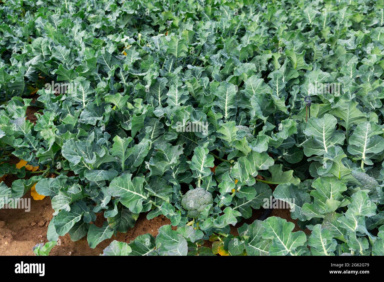 Crop of broccoli growing on farm field Stock Photo - Alamy