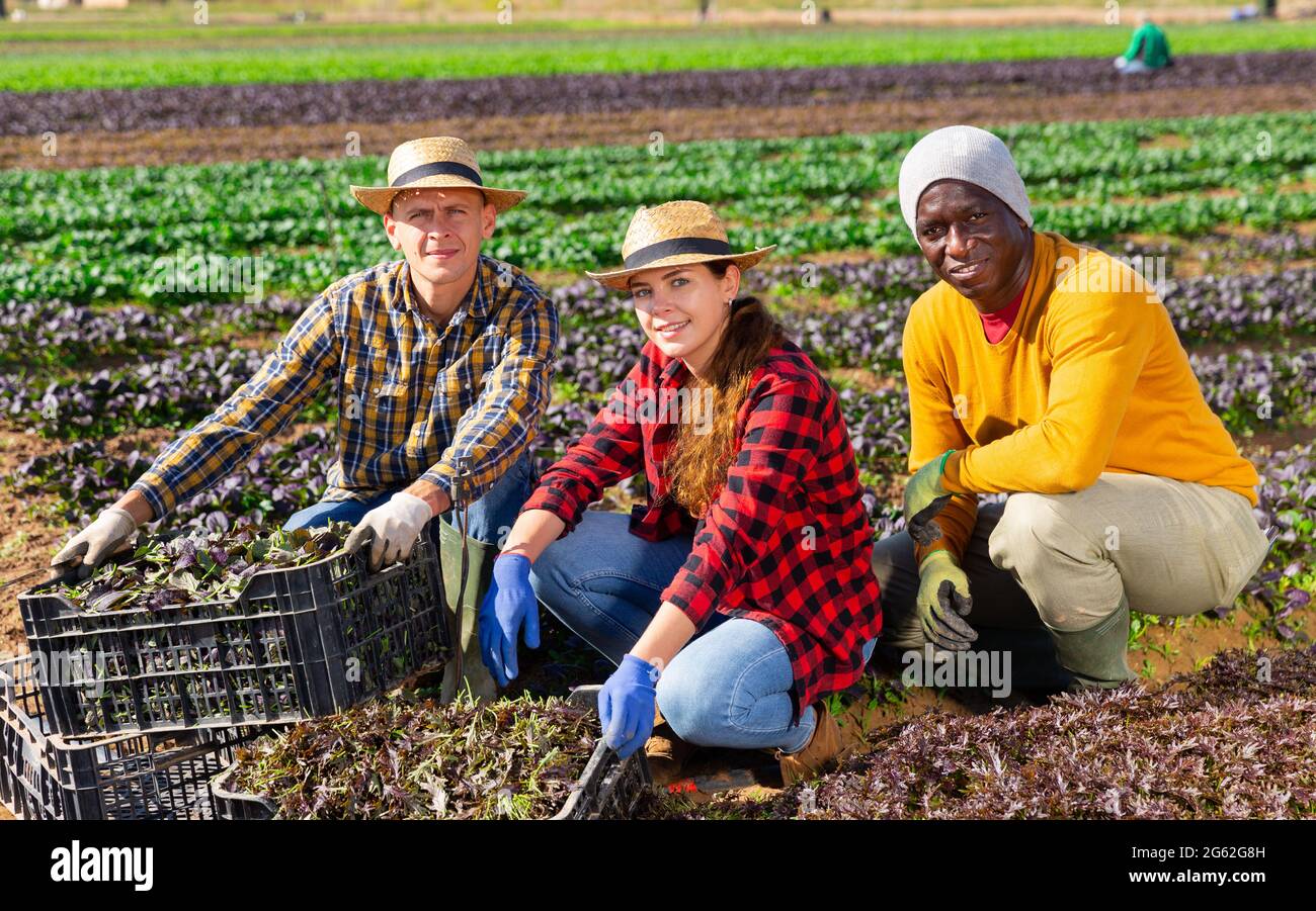 Three farmers posing on leaf vegetables field Stock Photo - Alamy