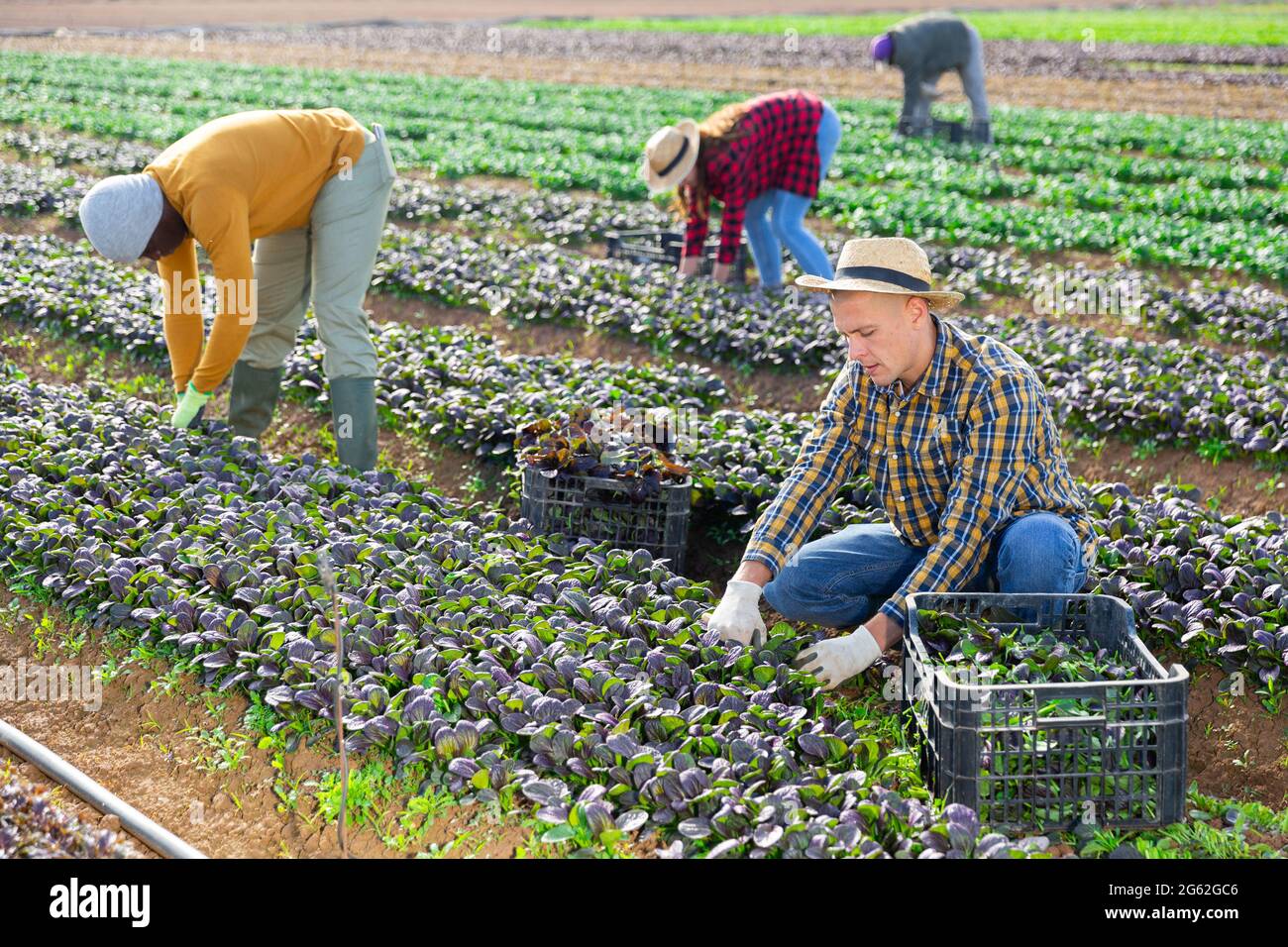 Farm workers picking leafy hi-res stock photography and images - Alamy