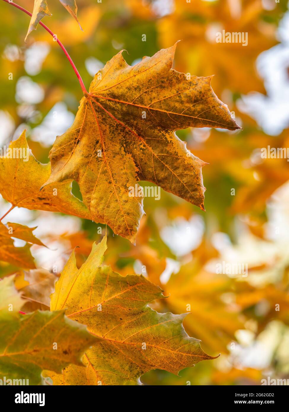 Maple branches with yellow leaves in autumn, in the light of sunset ...