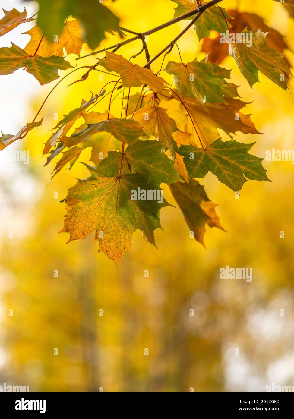 Maple branches with yellow leaves in autumn, in the light of sunset. Dry autumnal leaves ...