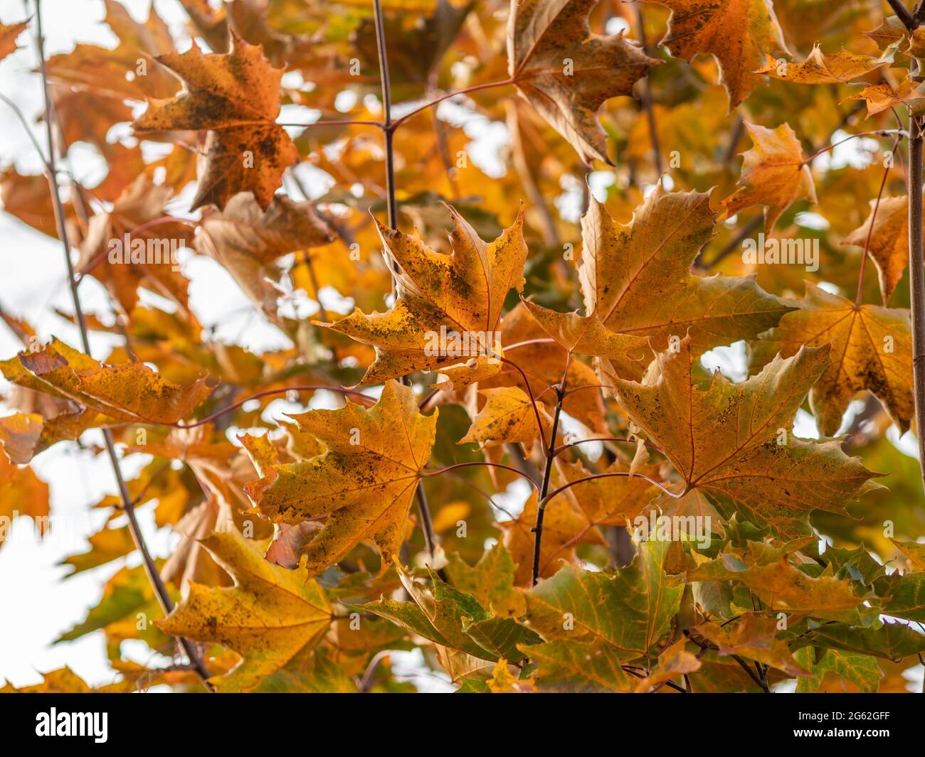 Maple branches with yellow leaves in autumn, in the light of sunset ...