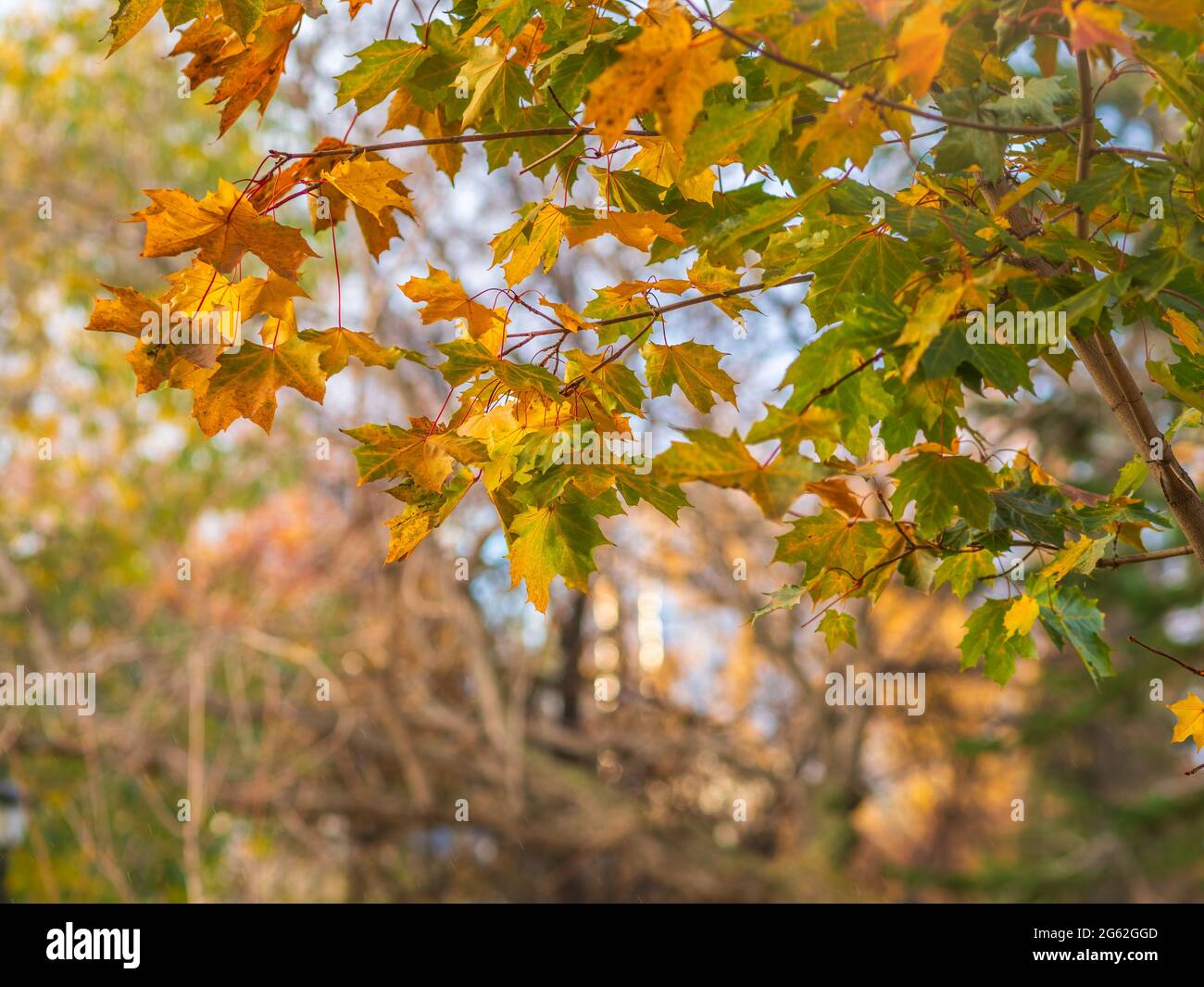 Maple branches with yellow leaves in autumn, in the light of sunset. Dry autumnal leaves ...