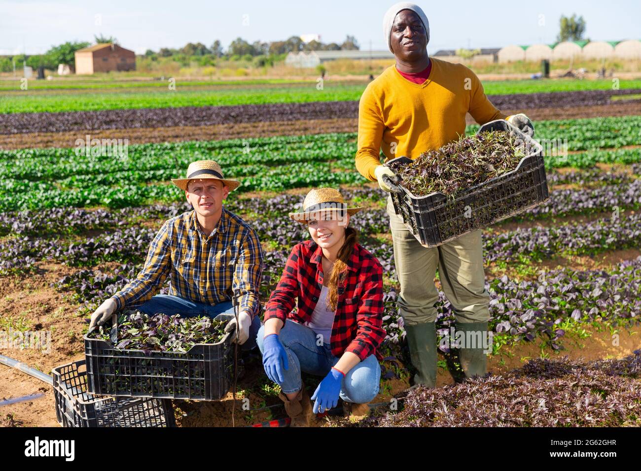 Multinational group of smiling farmers posing with crates at the farm ...