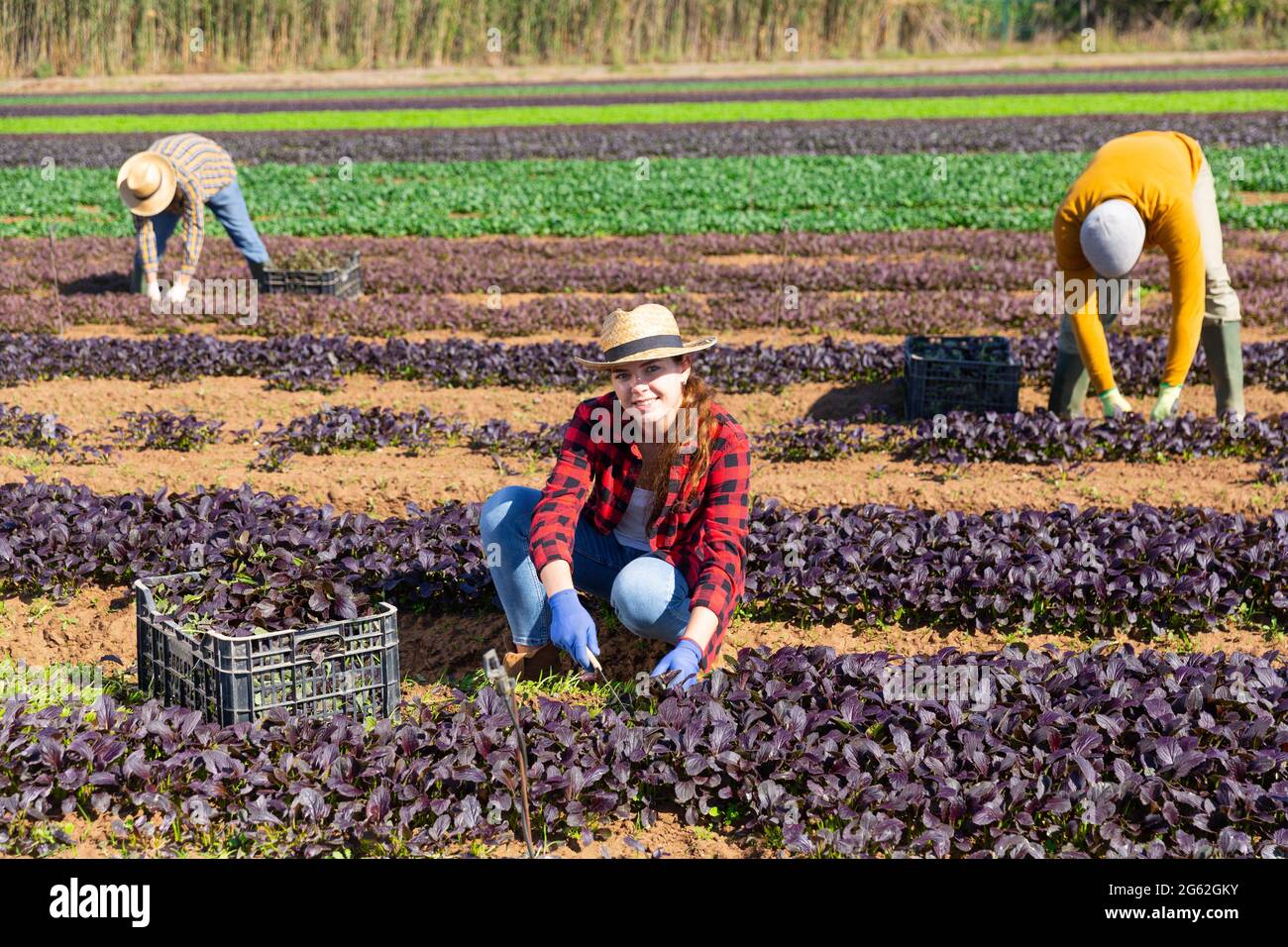Woman farmer picking red komatsuna leaf greens Stock Photo - Alamy