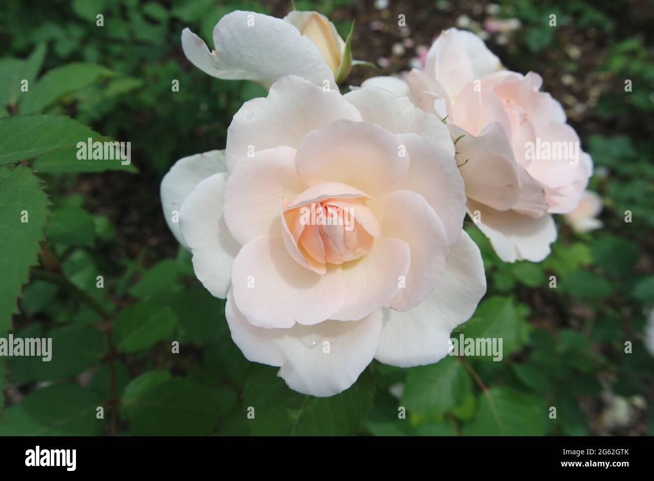 Blooming Pale Pink Rose Flowers Stock Photo - Alamy