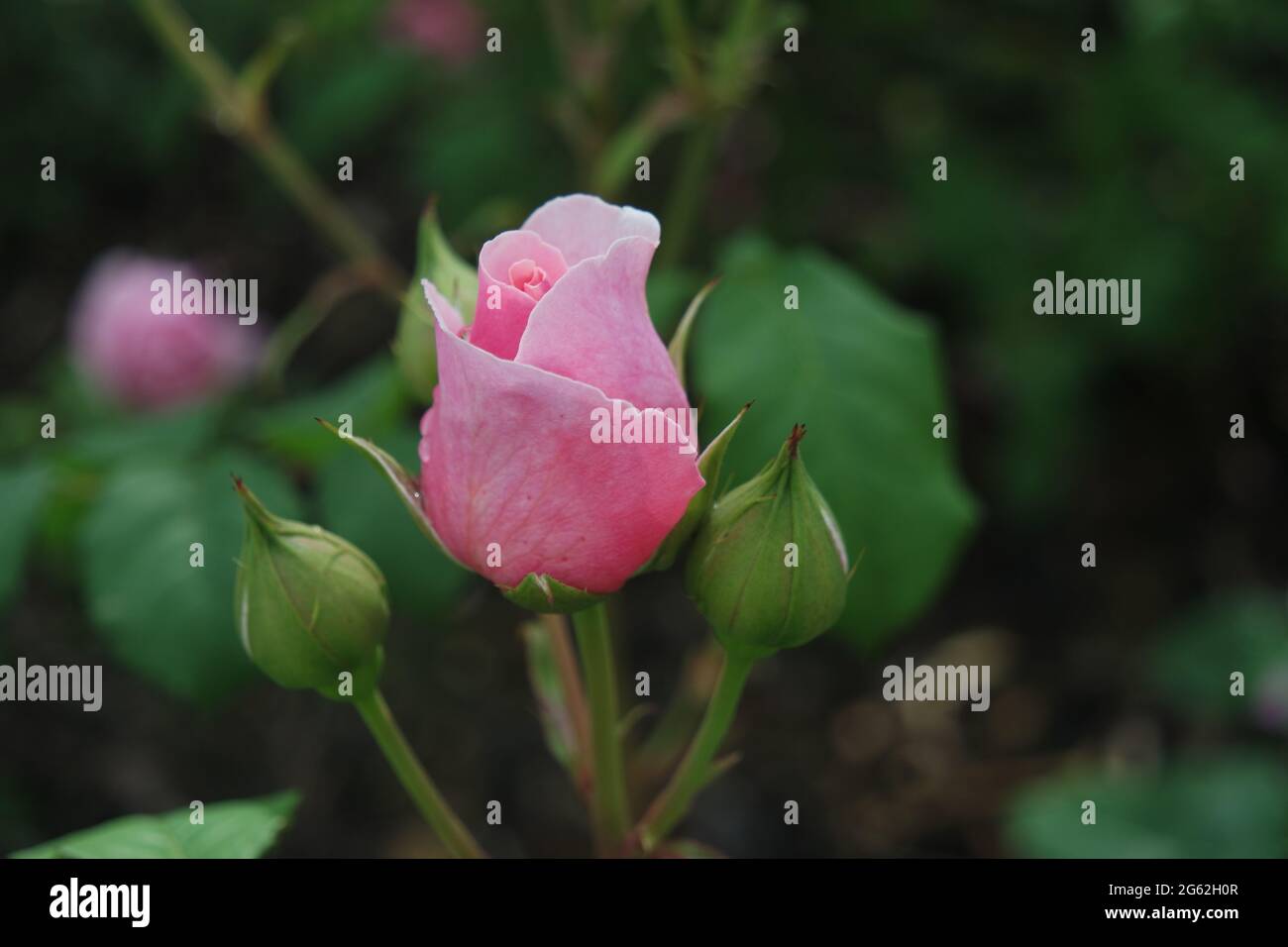 Baby buds hi-res stock photography and images - Alamy